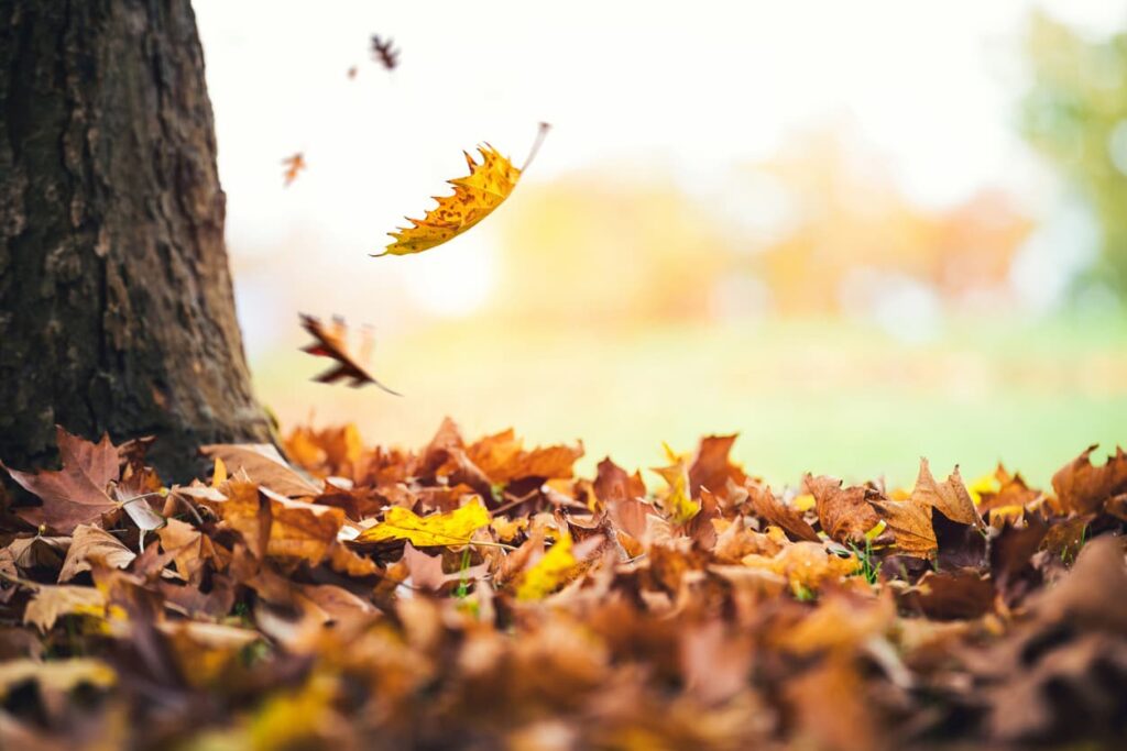 Catholic Feast Days in November